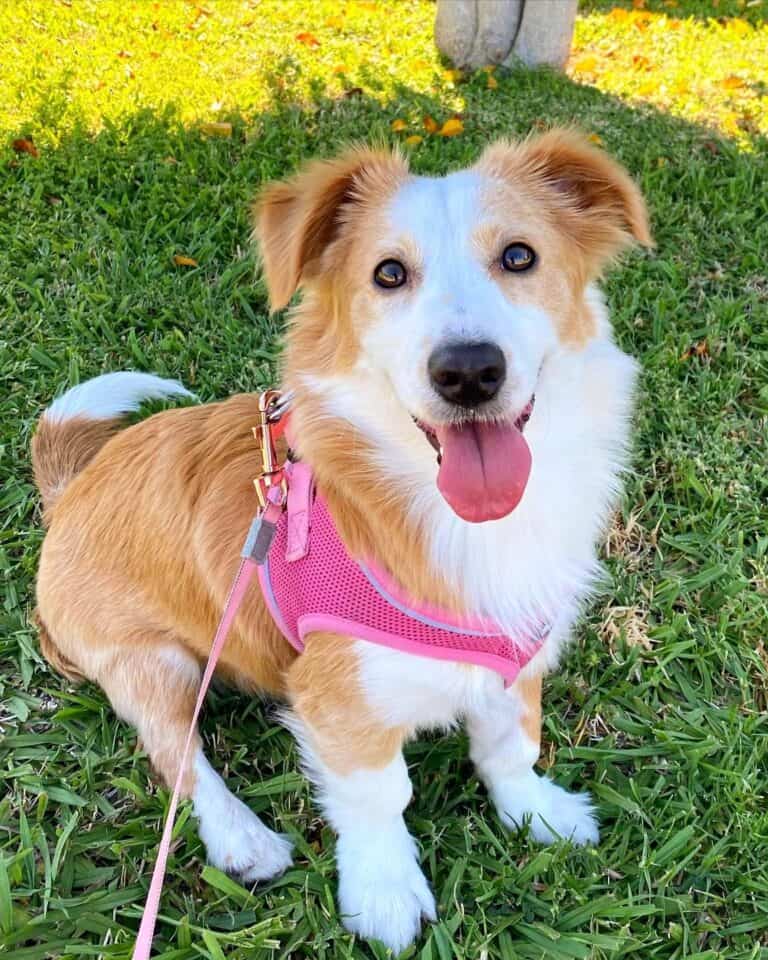 Australian Shepherd Mixes: 48 Aussie Crossbreeds You'll Love!