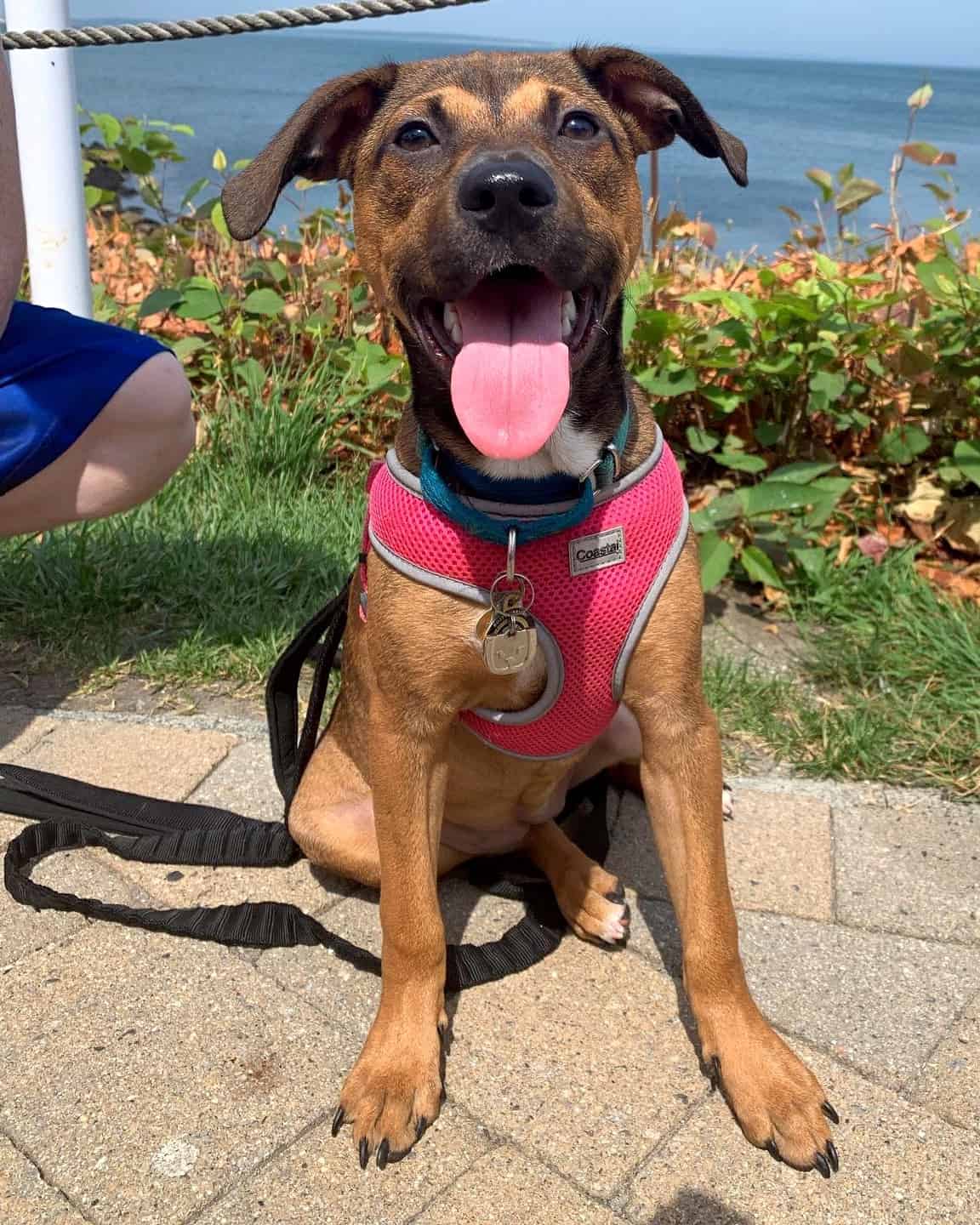 German Shepherd Mixes: 40 Gorgeous GSD Crossbreeds!