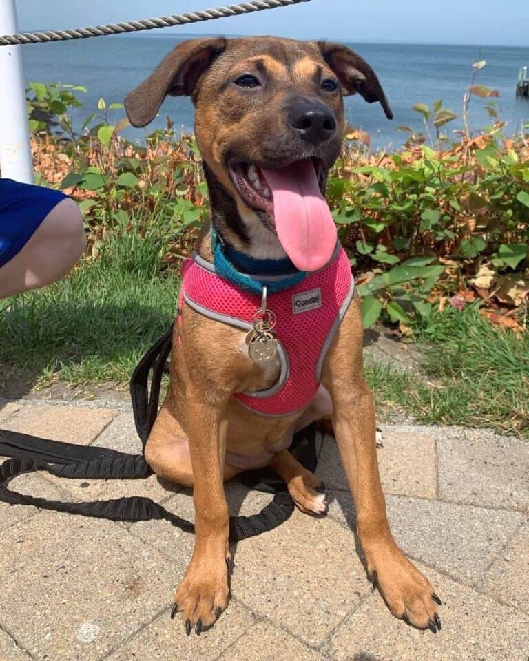 Dachshund Mixes: 46 Adorable Doxie Crossbreeds You'll Love!