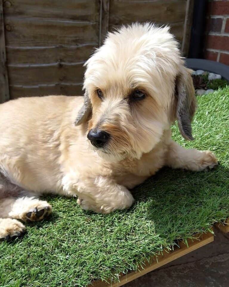 Dachshund Mixes: 46 Adorable Doxie Crossbreeds You'll Love!