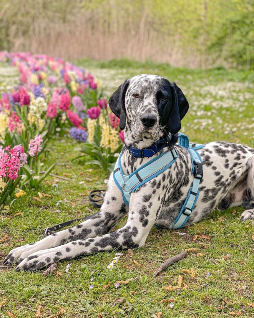 Labrador Retriever Mixes: 57 Lab Crossbreeds (With Pictures!)