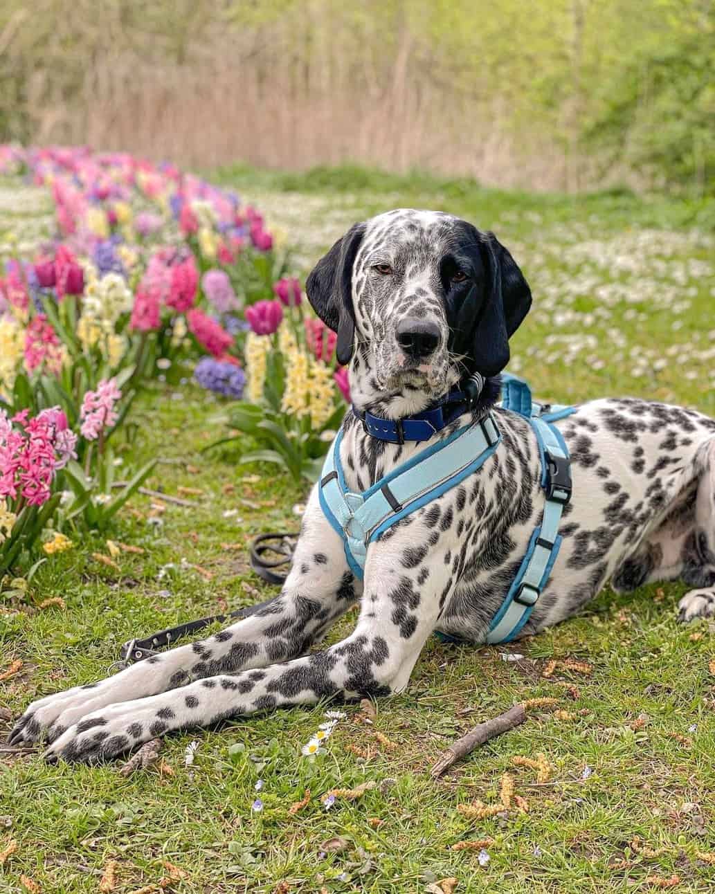 Labrador Retriever Mixes: 57 Lab Crossbreeds (With Pictures!)