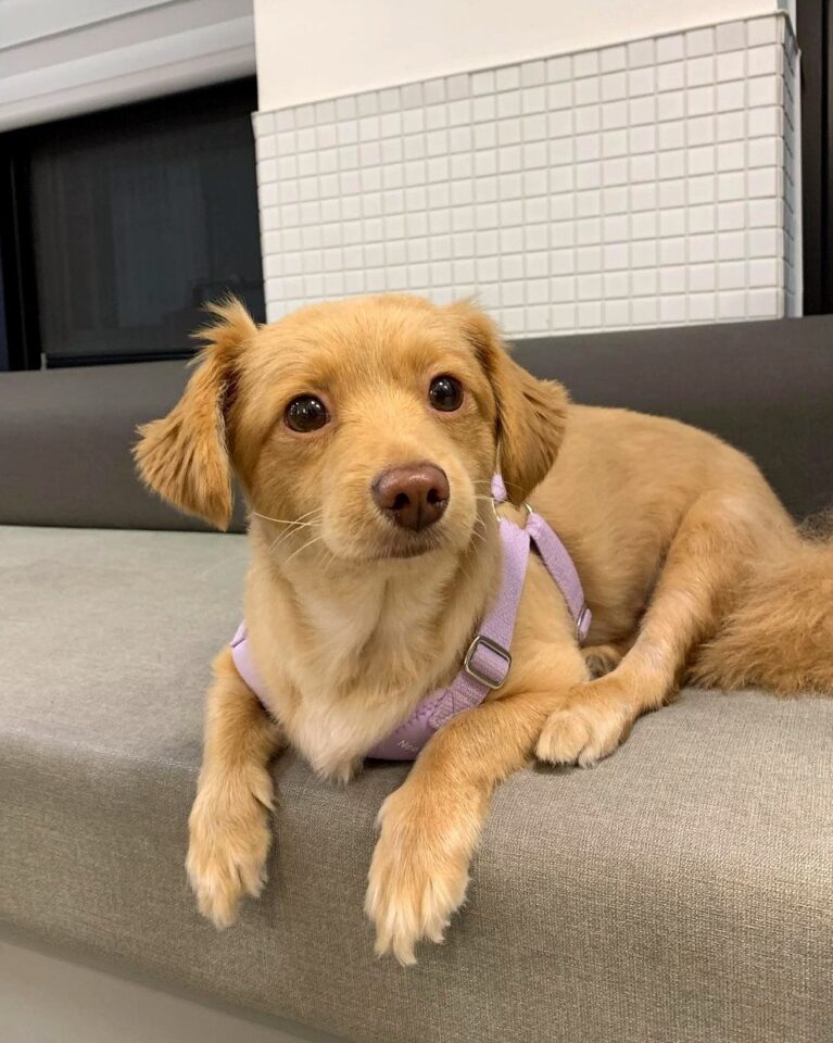 Dachshund Mixes: 46 Adorable Doxie Crossbreeds You'll Love!