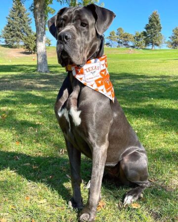 Great Dane Mixes: 43 Extra-Large Crossbreeds! (With Pictures)