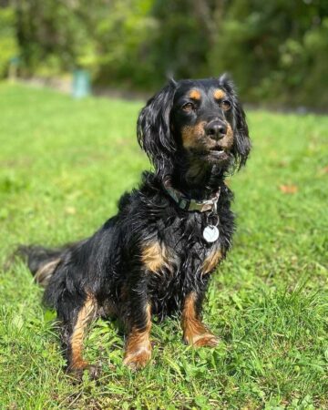 Dachshund Mixes: 46 Adorable Doxie Crossbreeds You'll Love!