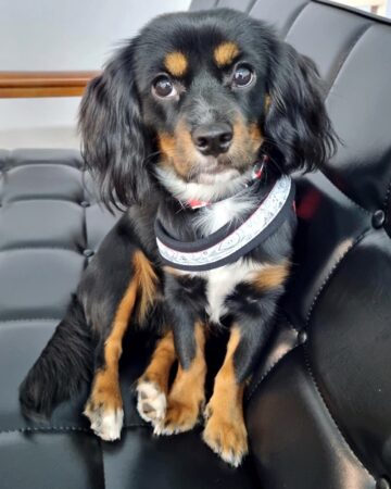 36 Cutest Cavalier King Charles Spaniel Mixes (With Pictures!)