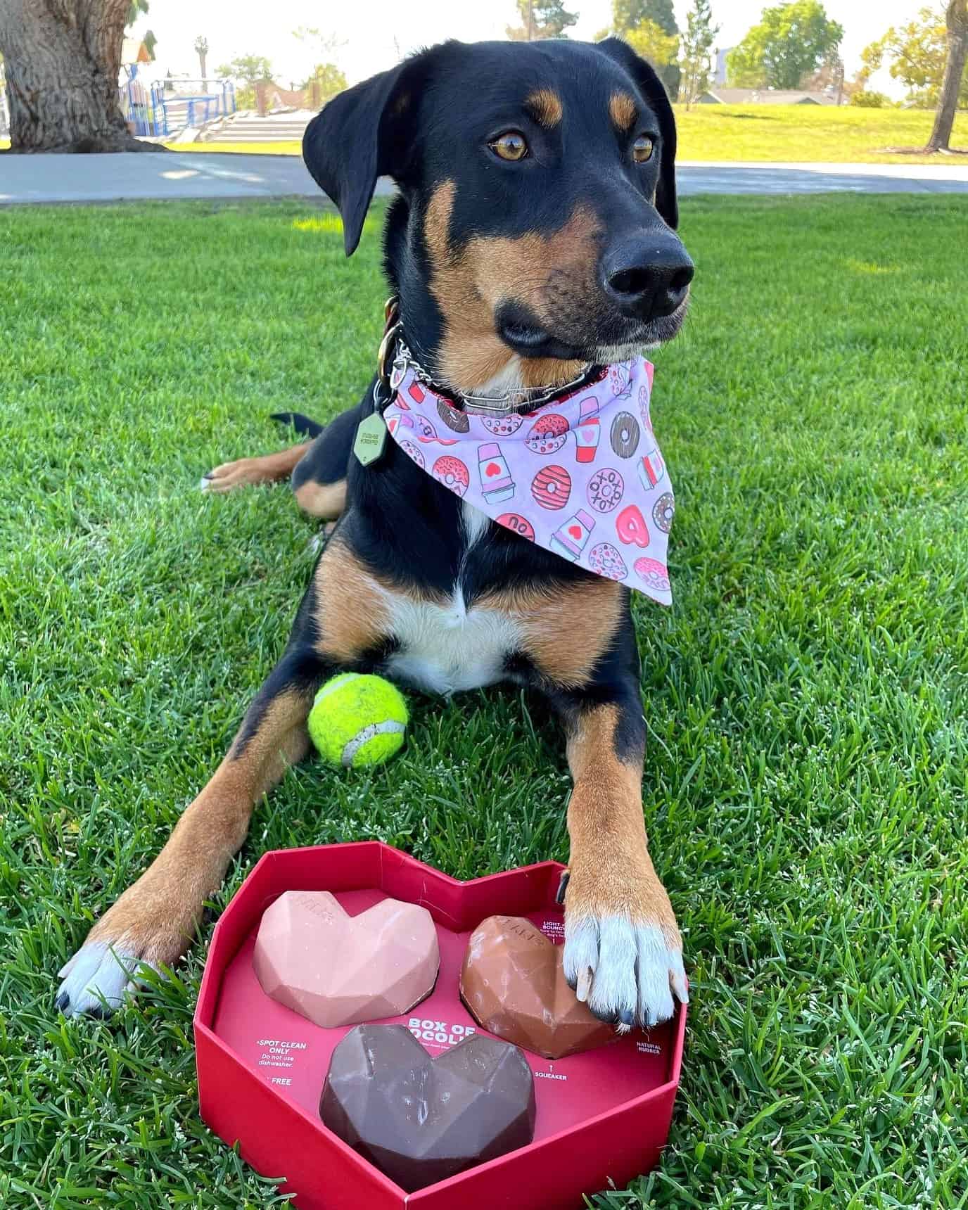 Doberman Mixes: 45 Different Doberman Pinscher Crossbreeds