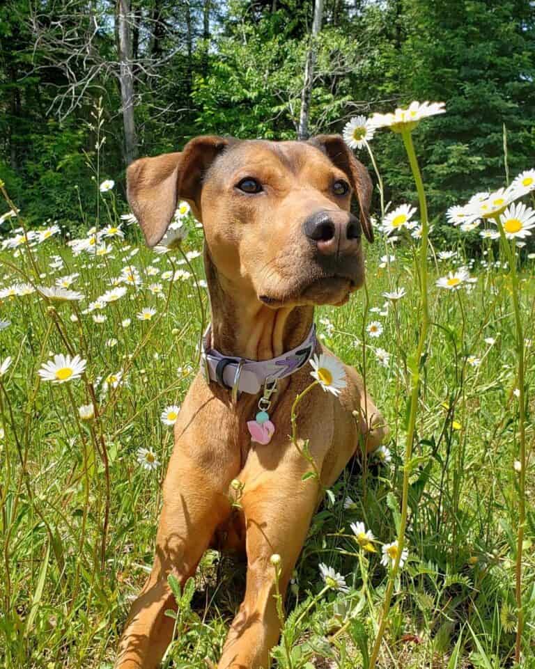 Doberman Mixes: 45 Different Doberman Pinscher Crossbreeds