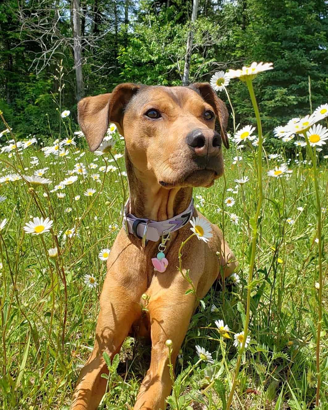 Doberman Mixes: 45 Different Doberman Pinscher Crossbreeds