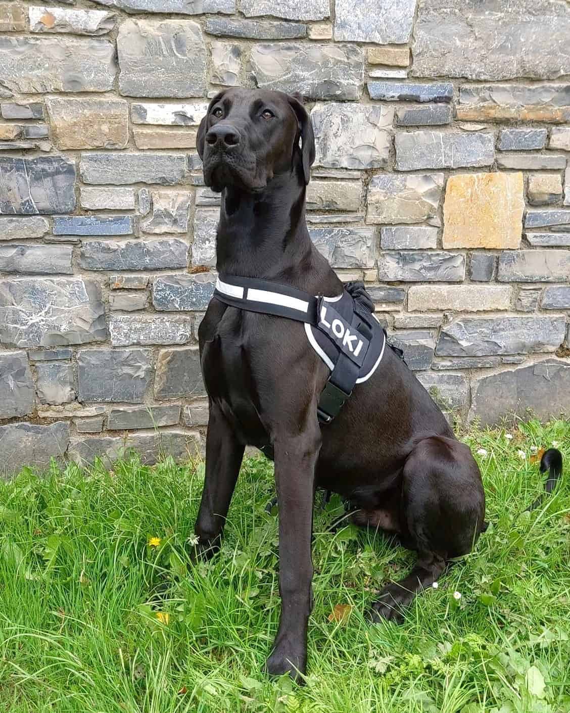 Doberman Mixes: 45 Different Doberman Pinscher Crossbreeds