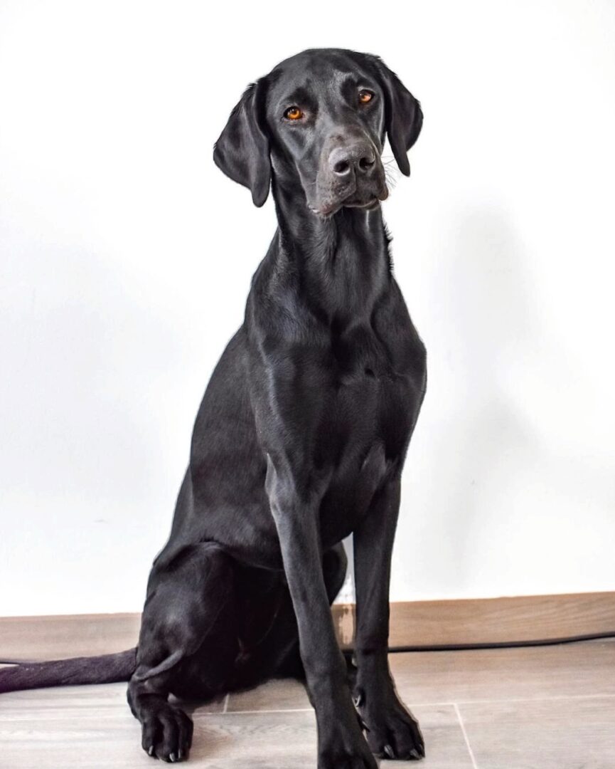 Labrador Retriever Mixes: 57 Lab Crossbreeds (With Pictures!)