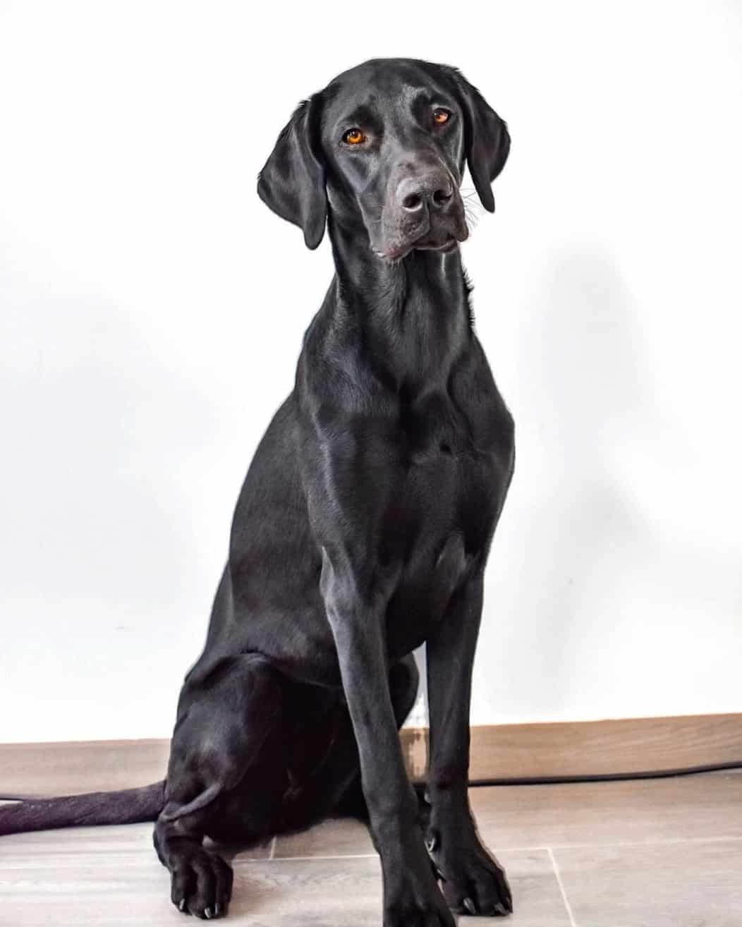 Labrador Retriever Mixes: 57 Lab Crossbreeds (With Pictures!)