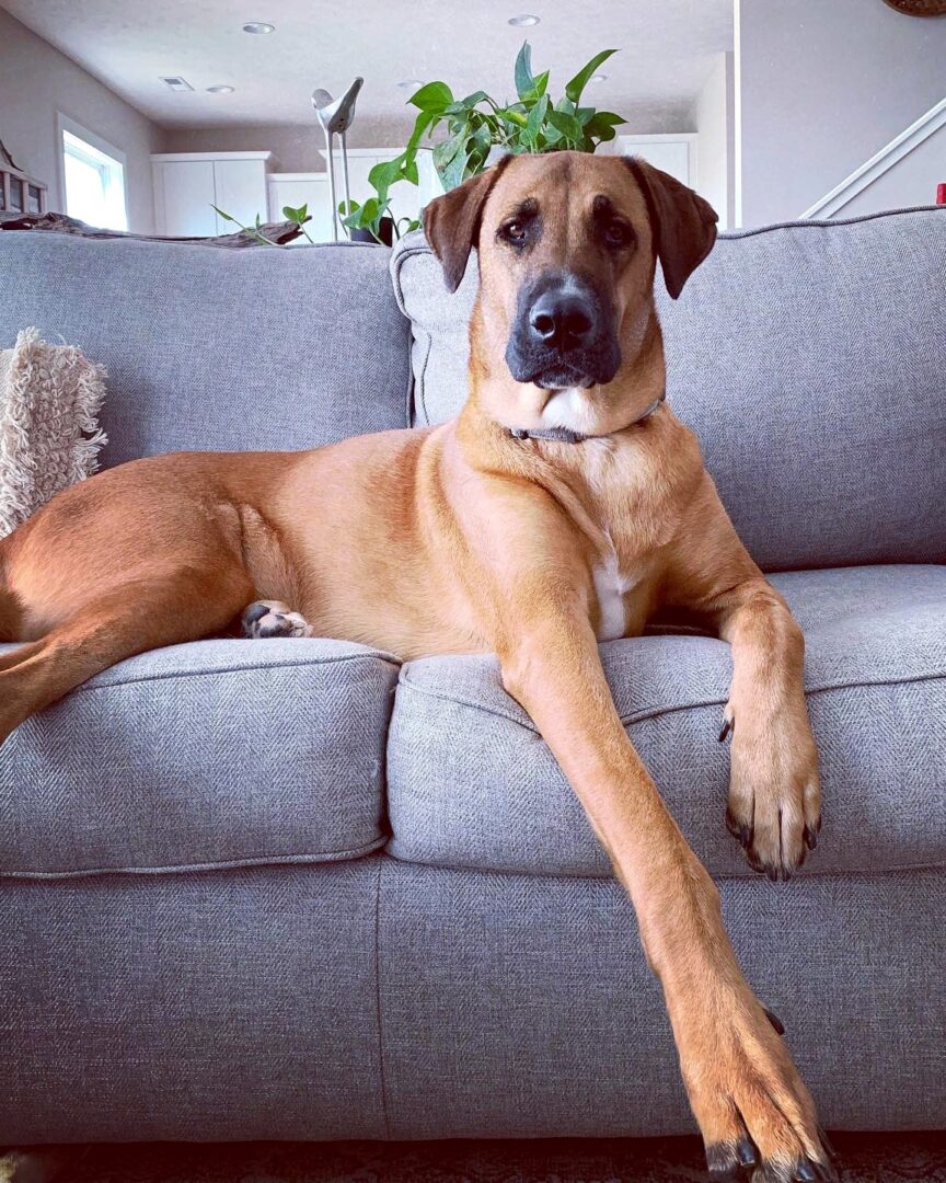 Doberman Mixes: 45 Different Doberman Pinscher Crossbreeds