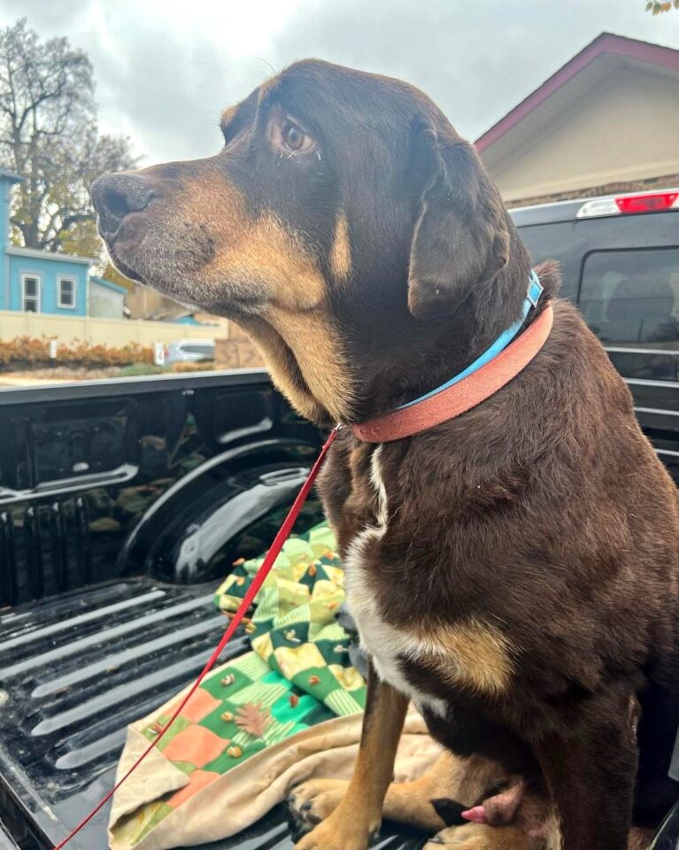 Doberman Mixes: 45 Different Doberman Pinscher Crossbreeds