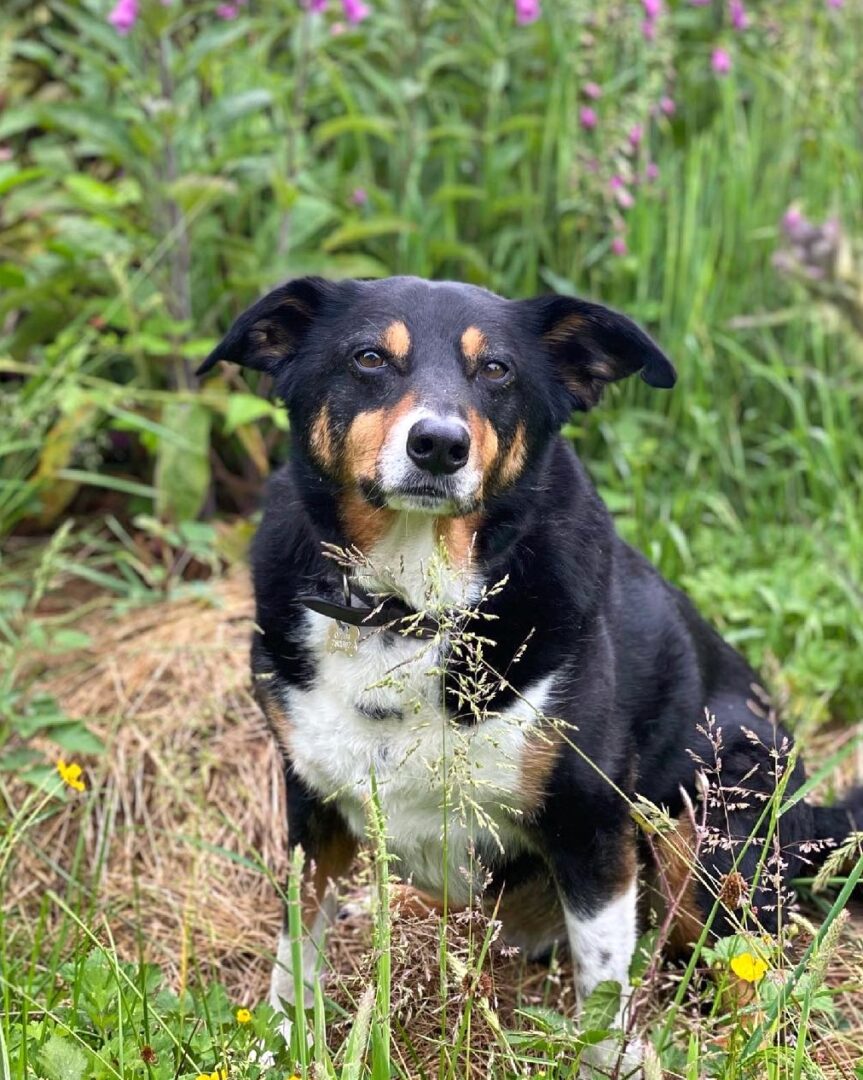 Doberman Mixes: 45 Different Doberman Pinscher Crossbreeds