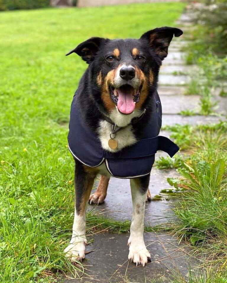 Border Collie Mixes: 43 Fascinating Crossbreeds You'll Love