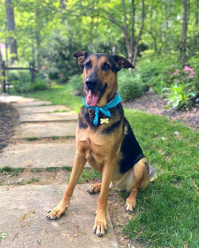 German Shepherd Mixes: 40 Gorgeous GSD Crossbreeds!