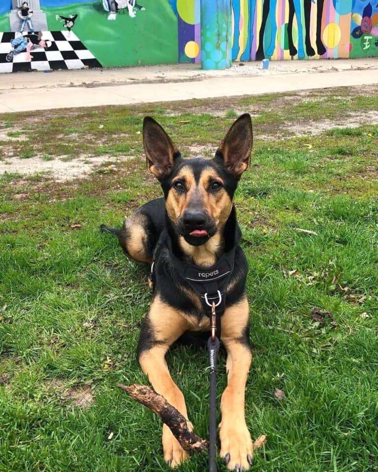 Doberman Mixes: 45 Different Doberman Pinscher Crossbreeds