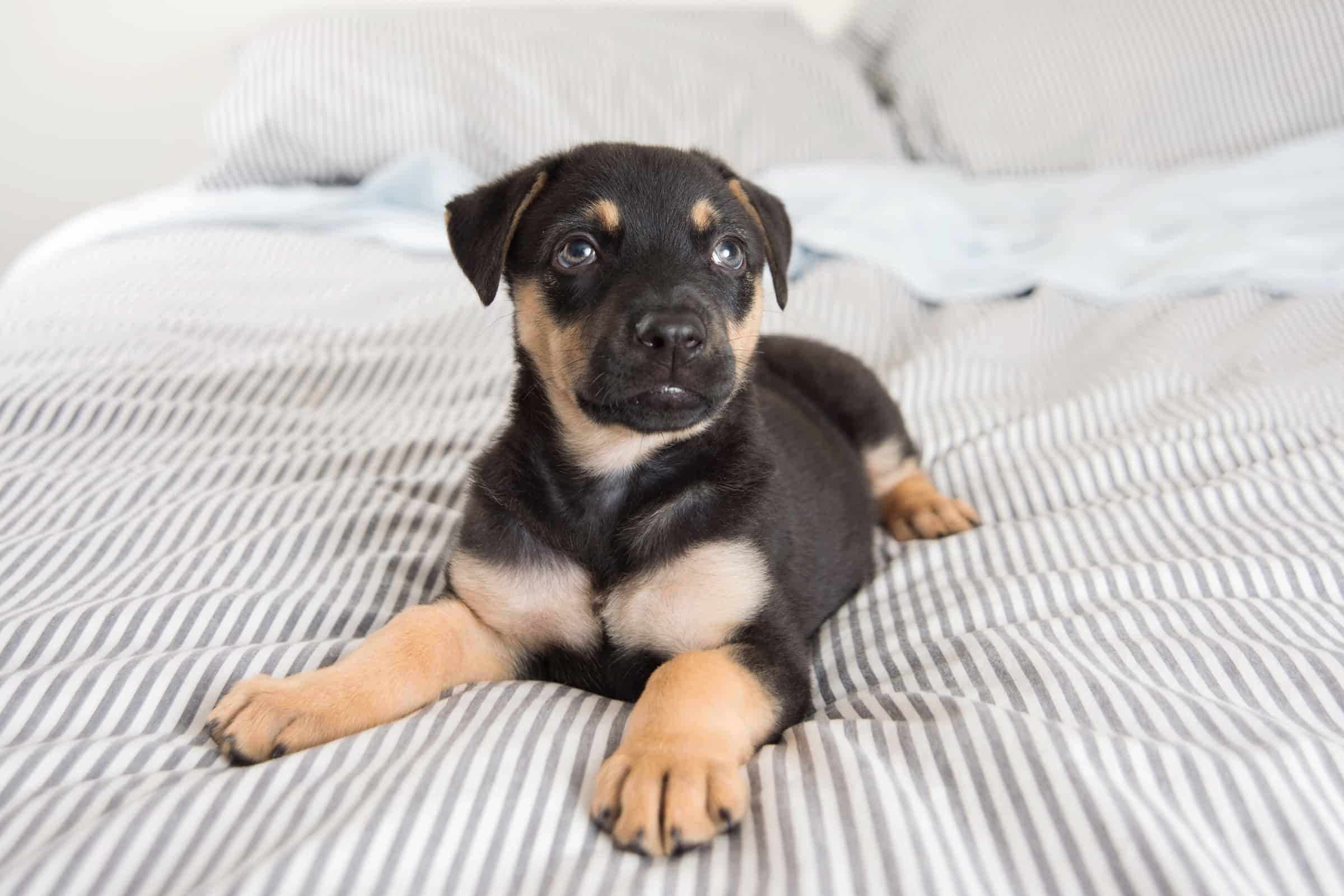 Doberman Mixes: 45 Different Doberman Pinscher Crossbreeds