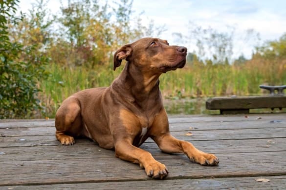 Doberman Mixes: 45 Different Doberman Pinscher Crossbreeds