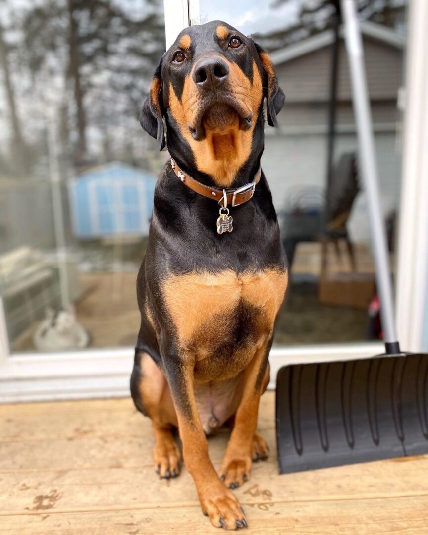 Doberman Mixes: 45 Different Doberman Pinscher Crossbreeds