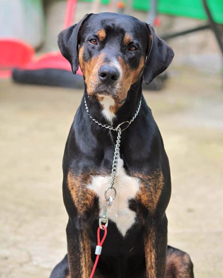 Doberman Mixes: 45 Different Doberman Pinscher Crossbreeds