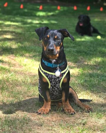 Doberman Mixes: 45 Different Doberman Pinscher Crossbreeds