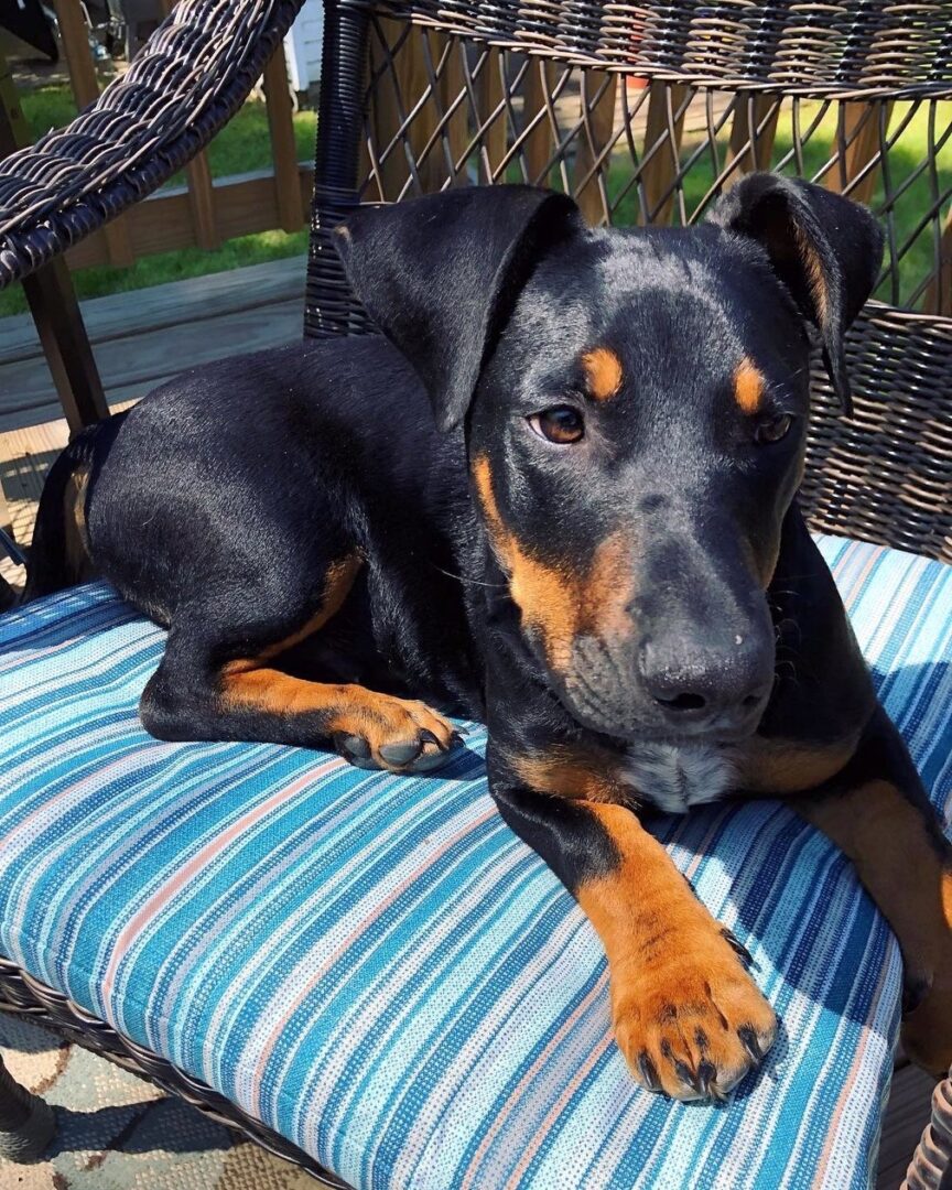 Basset Hound Mixes: 50 Different Crossbreeds (With Pictures)