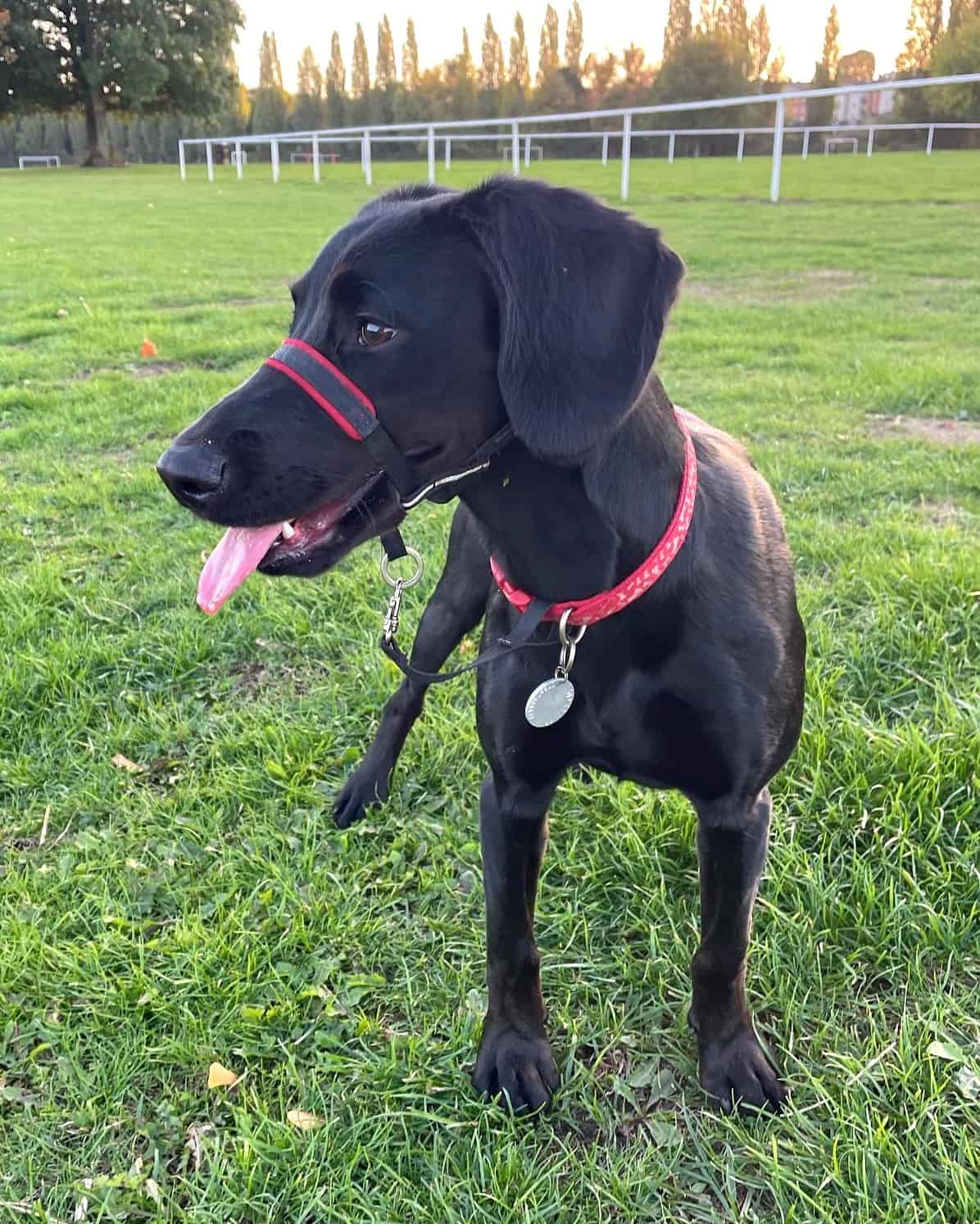 Doberman Mixes: 45 Different Doberman Pinscher Crossbreeds