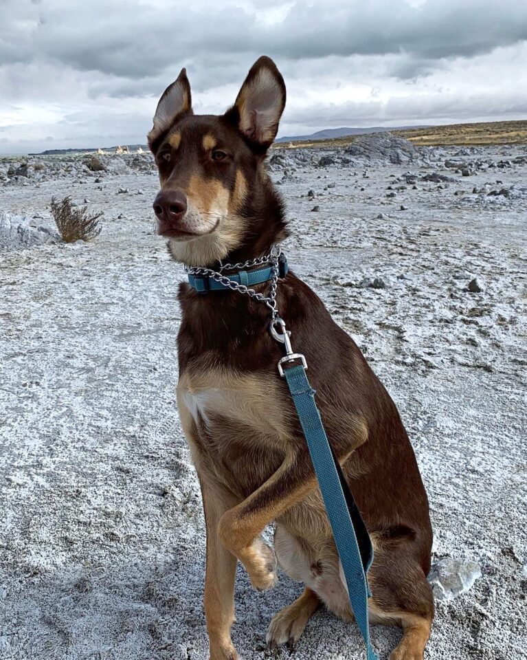 Doberman Mixes: 45 Different Doberman Pinscher Crossbreeds