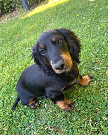 Dachshund Mixes: 46 Adorable Doxie Crossbreeds You'll Love!