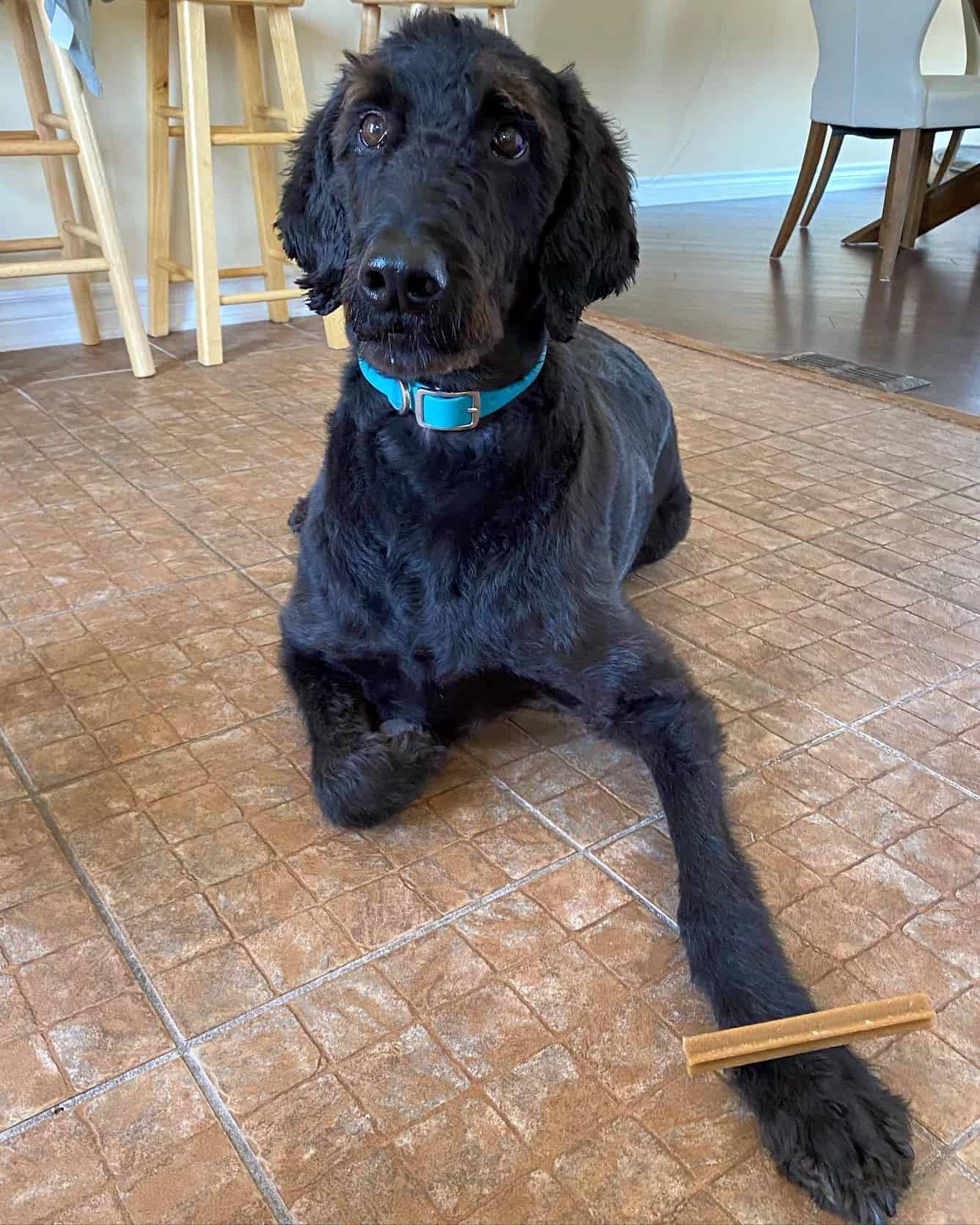 Doberman Mixes: 45 Different Doberman Pinscher Crossbreeds