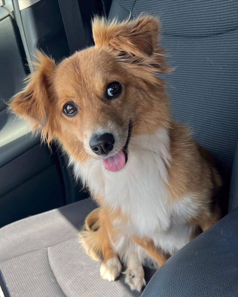 Dachshund Mixes: 46 Adorable Doxie Crossbreeds You'll Love!