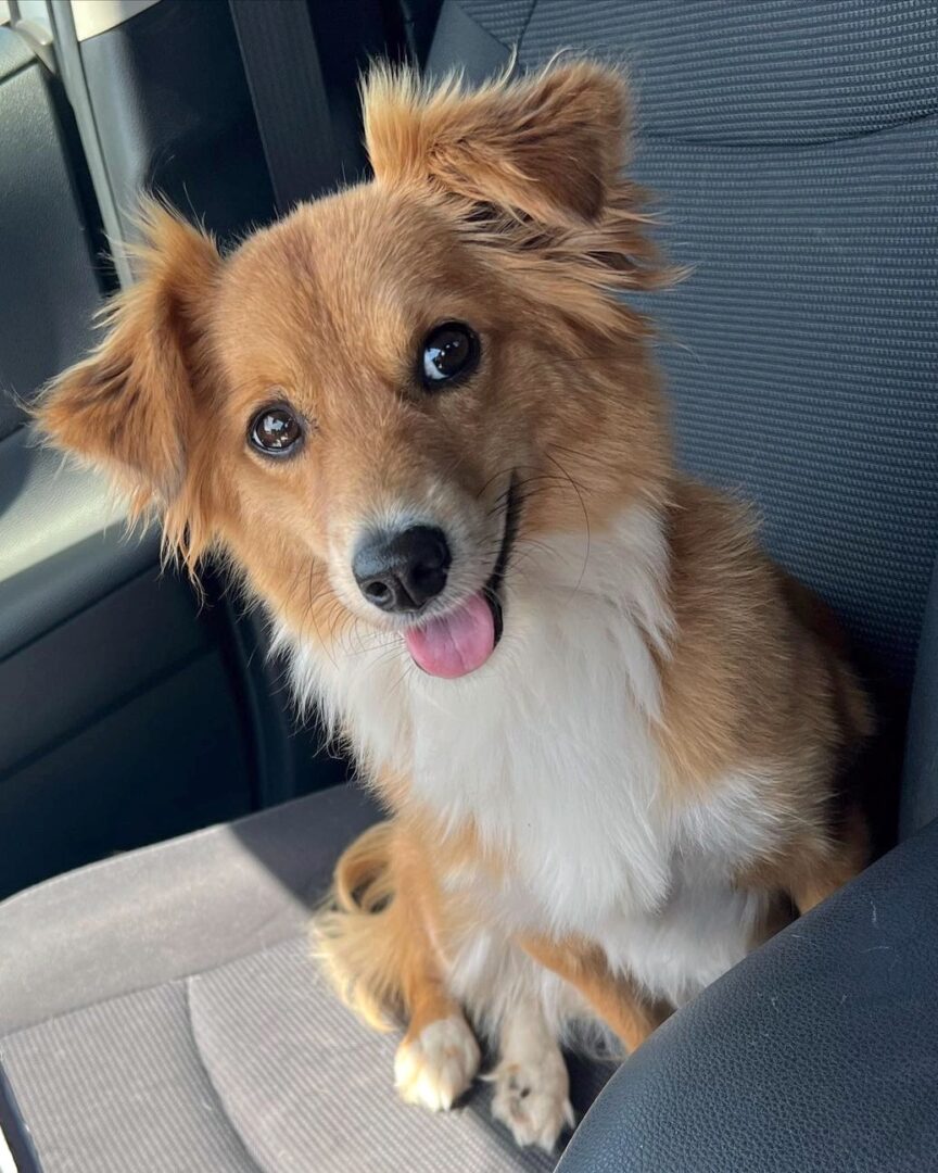 Dachshund Mixes: 46 Adorable Doxie Crossbreeds You'll Love!