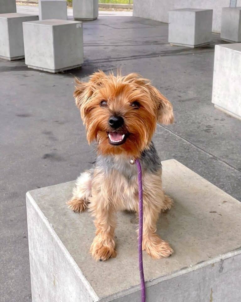 Yorkie Mixes: 40 Cutest Yorkshire Terrier Mixes (With Pictures)