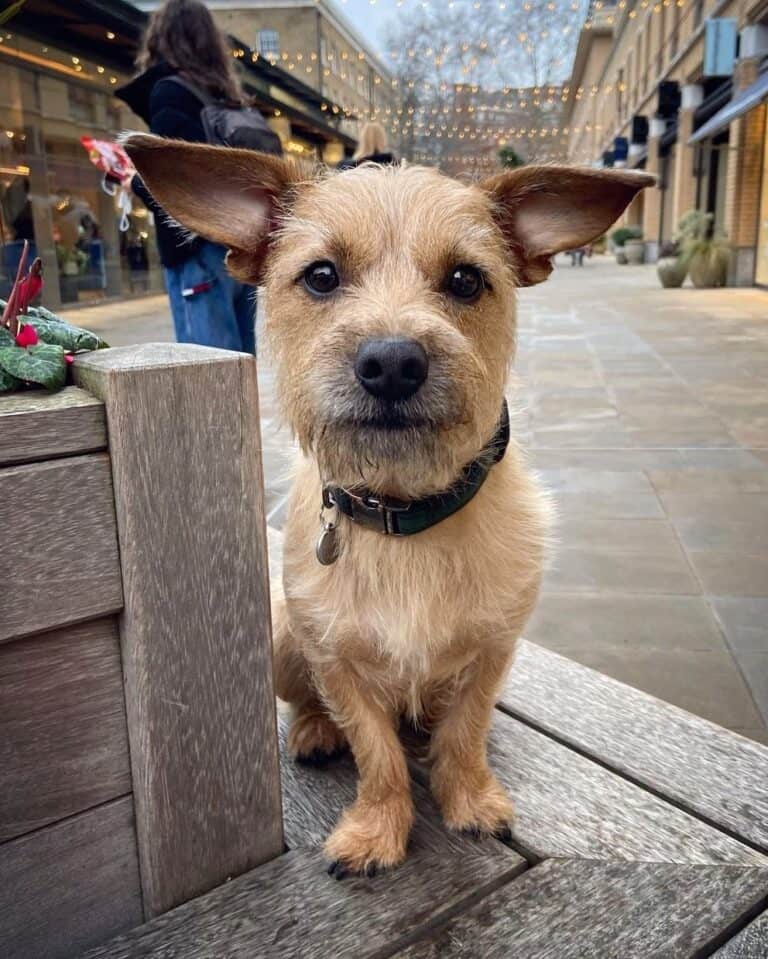 Dachshund Mixes: 46 Adorable Doxie Crossbreeds You'll Love!