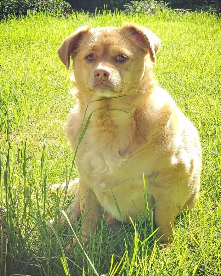 Dachshund Mixes: 46 Adorable Doxie Crossbreeds You'll Love!