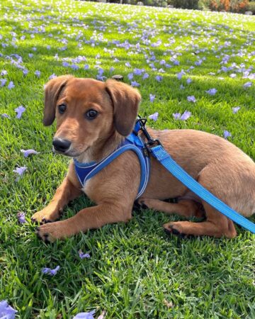 Dachshund Mixes: 46 Adorable Doxie Crossbreeds You'll Love!