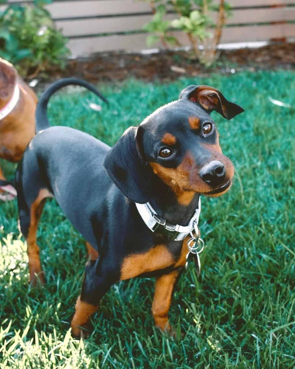 Dachshund Mixes: 46 Adorable Doxie Crossbreeds You'll Love!