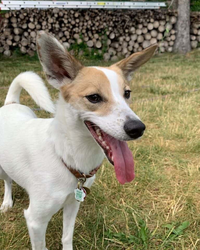 Dachshund Mixes: 46 Adorable Doxie Crossbreeds You'll Love!