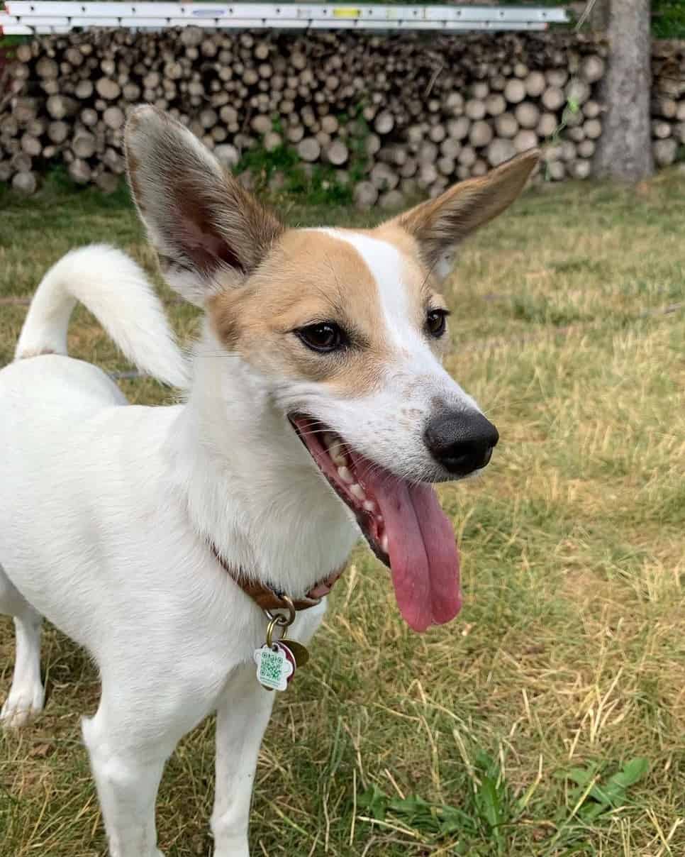 Dachshund Mixes: 46 Adorable Doxie Crossbreeds You'll Love!