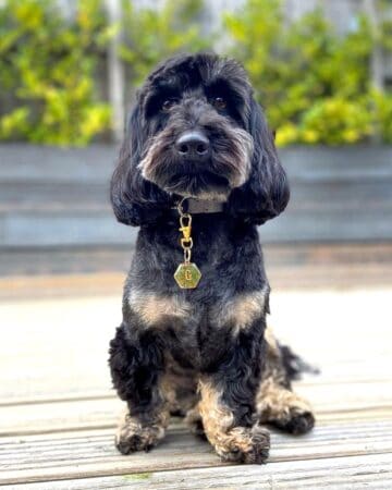 Dachshund Mixes: 46 Adorable Doxie Crossbreeds You'll Love!