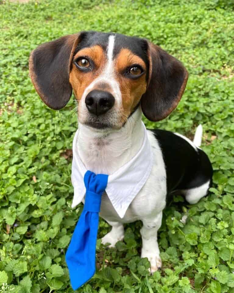 Beagle Mixes: 59 Cute Floppy-Eared Crossbreeds You'll Love