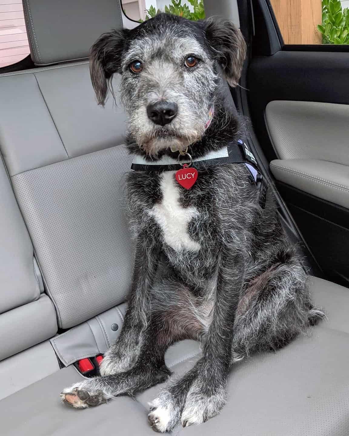 English Bulldog Mixes: 36 Adorable Crossbreeds (With Pictures)