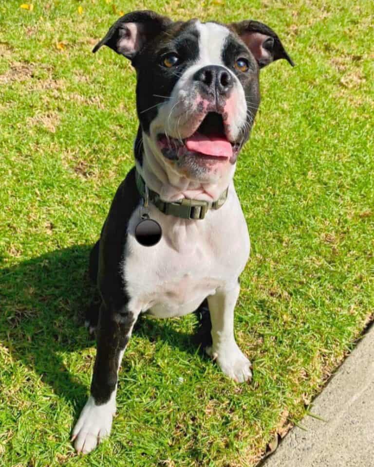 English Bulldog Mixes: 36 Adorable Crossbreeds (With Pictures)