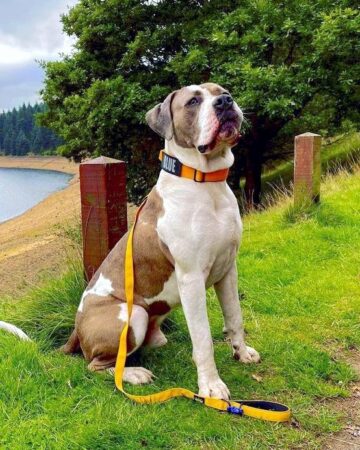 English Bulldog Mixes: 36 Adorable Crossbreeds (With Pictures)