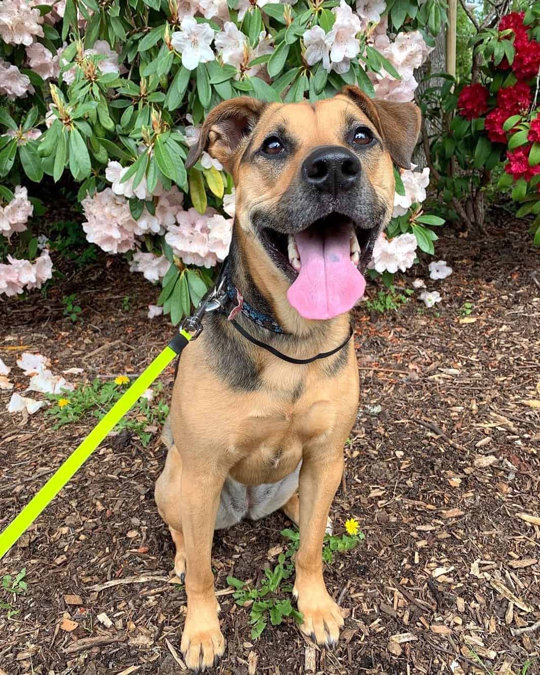 English Bulldog Mixes: 36 Adorable Crossbreeds (With Pictures)