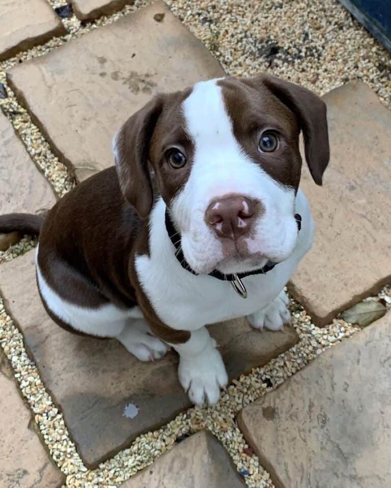 English Bulldog Mixes: 36 Adorable Crossbreeds (With Pictures)