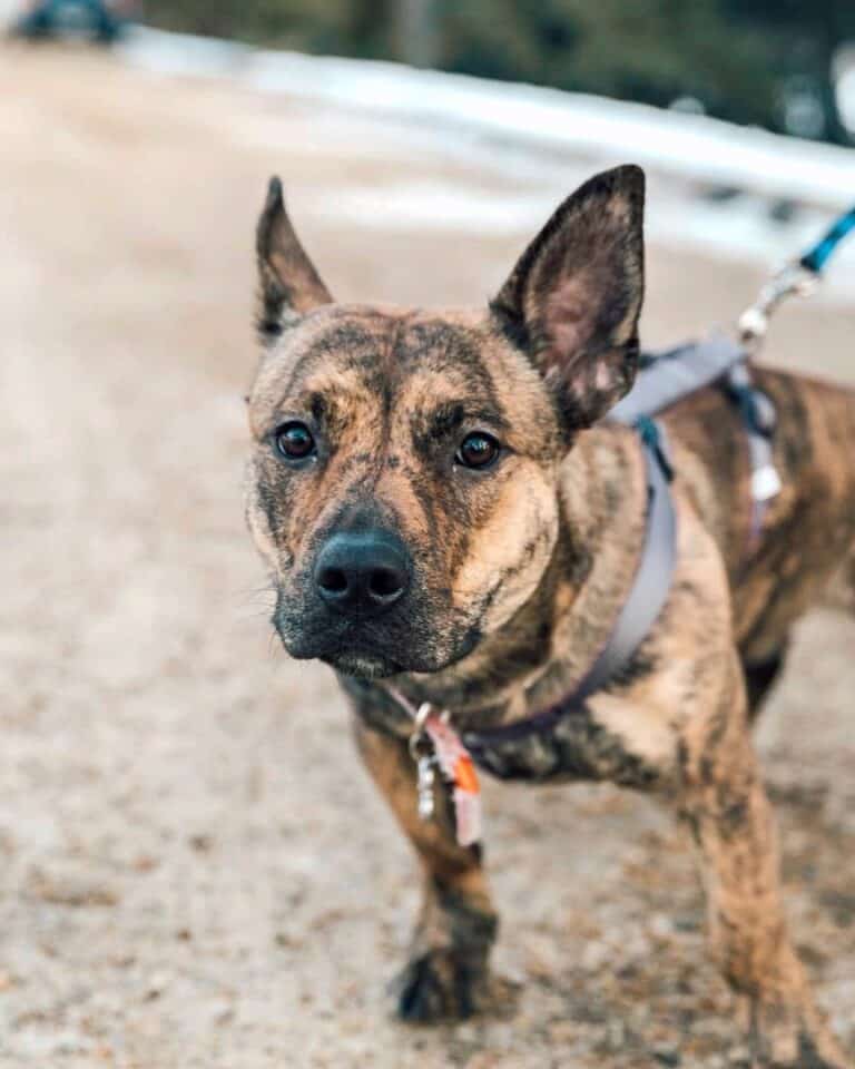 English Bulldog Mixes: 36 Adorable Crossbreeds (With Pictures)
