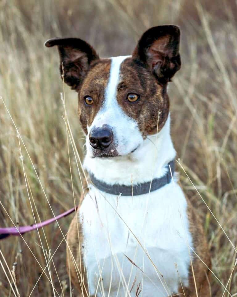 Border Collie Mixes: 43 Fascinating Crossbreeds You'll Love